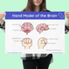 Hand Model of the Brain: Visualising Brain Function Poster - Brain Hub